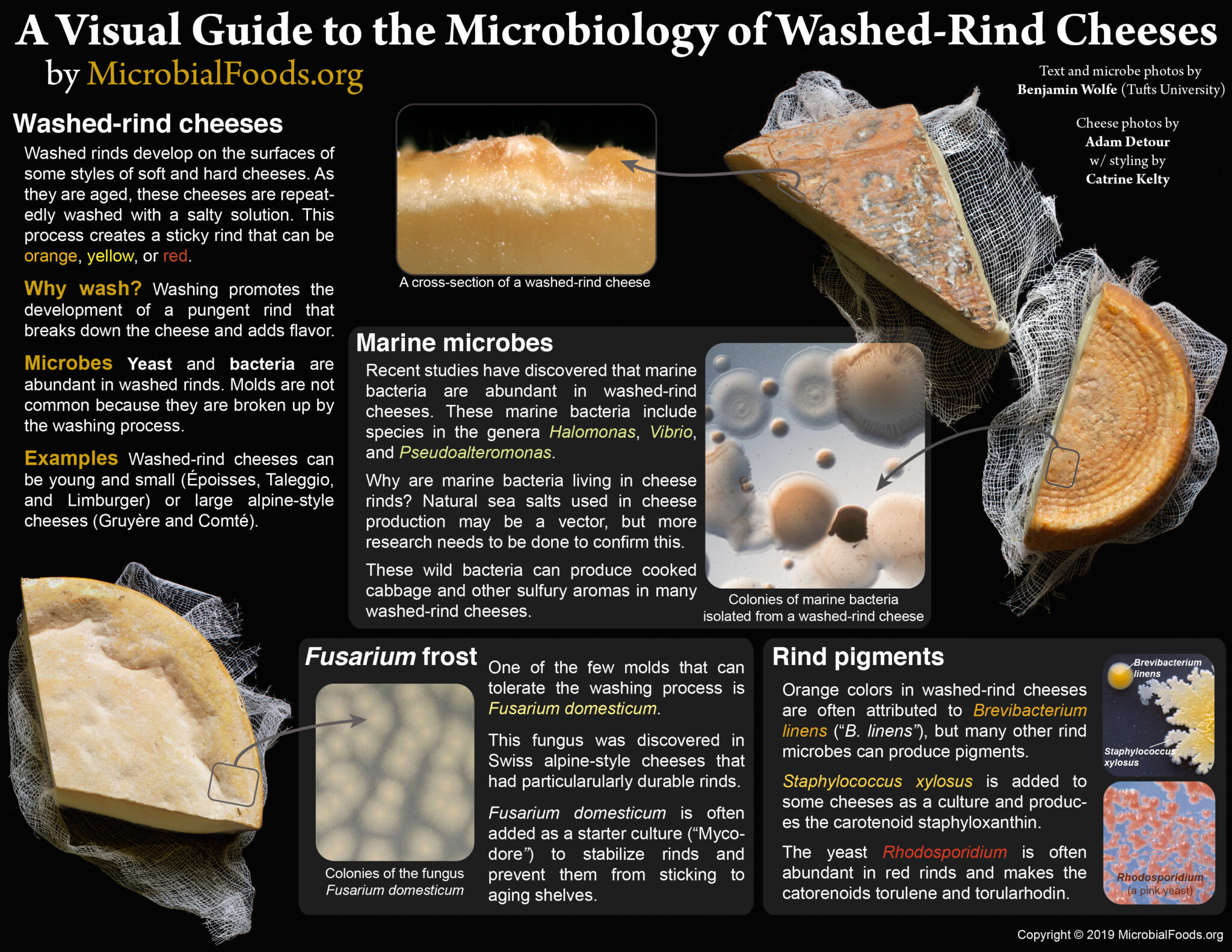 Washed Rind Cheese Guide: Types, Uses & Nutrition Facts